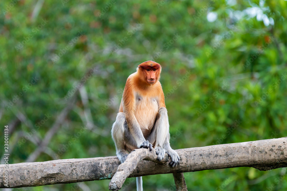 Proboscis Monkeys in the mangroves in Sabah, Borneo Stock Photo | Adobe ...