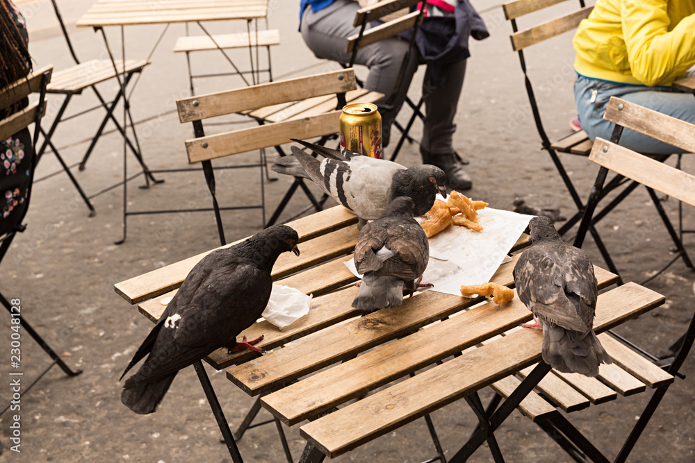 Palomas comiendo en mesa de bar. Stock Photo | Adobe Stock