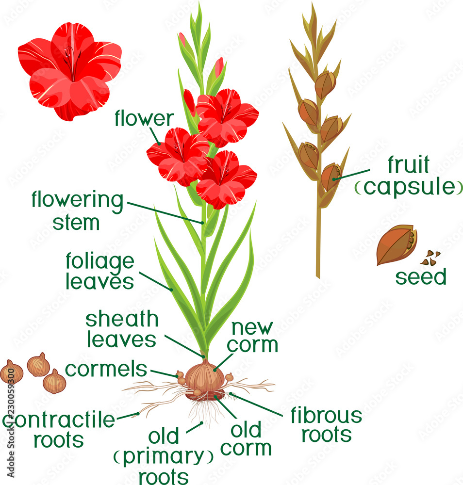 Parts of plant. Morphology of flowering gladiolus plant with green ...