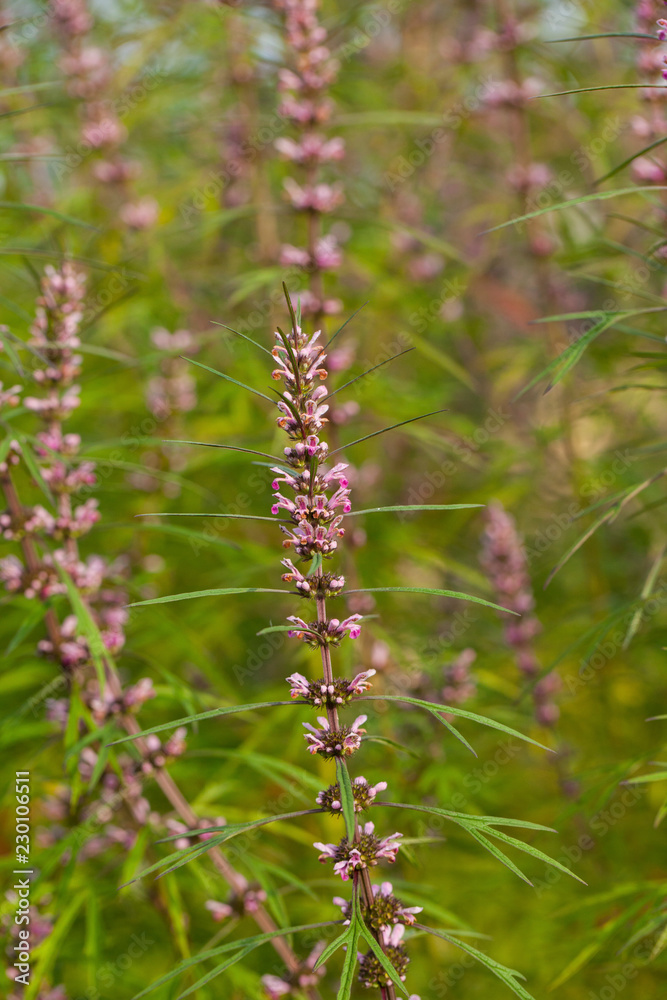Leonurus sibiricus, commonly called honeyweed or Siberian motherwort ...