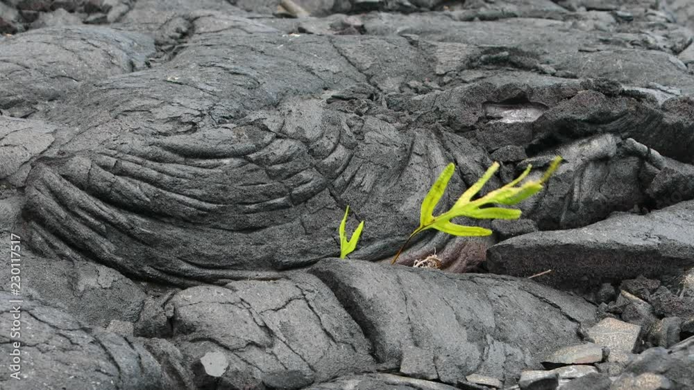 Volcanic black lava flow lone green plant Hawaii. Most active volcano ...