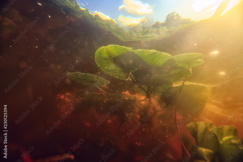 underwater photo of freshwater pond / underwater landscape with sun ...