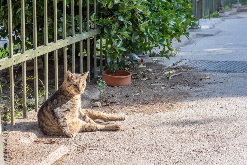 Poster One of the many stray, wild cats in Athens, Greece, living in ...