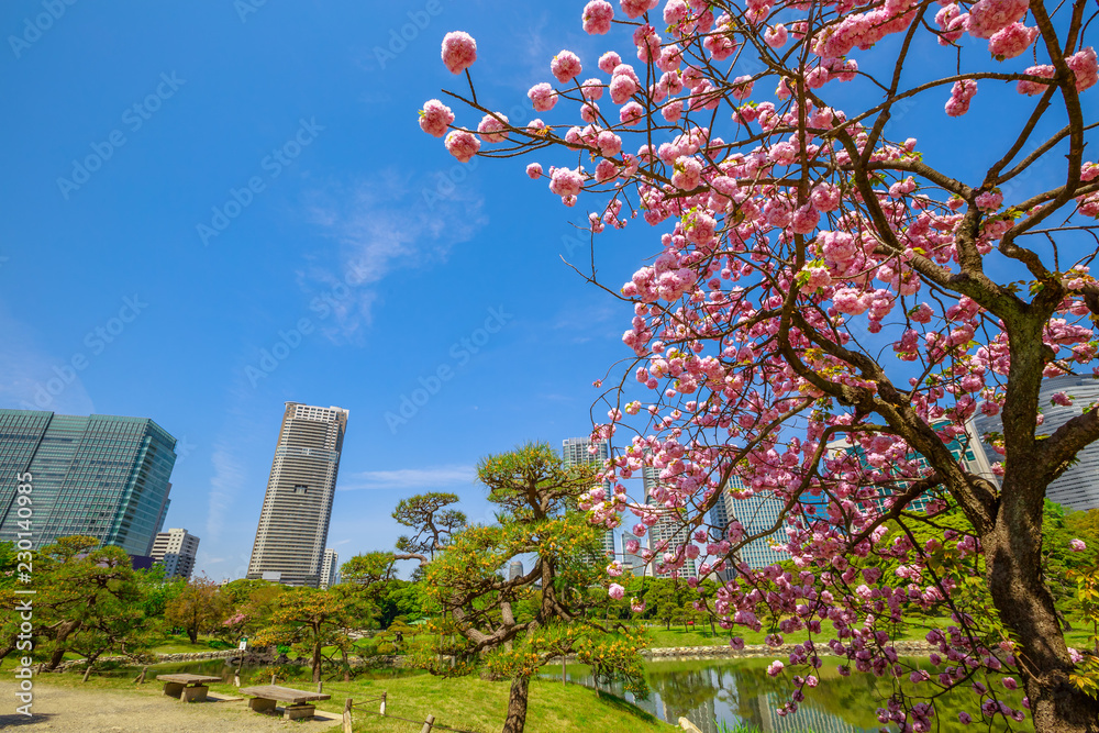 Tokyo Garden Sakura blossoming cherry tree branch in Hamarikyu of Tokyo ...