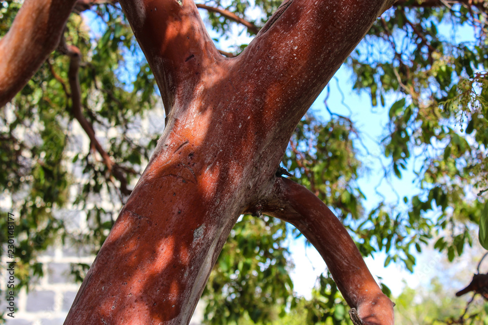 Pacific Madrone Bark