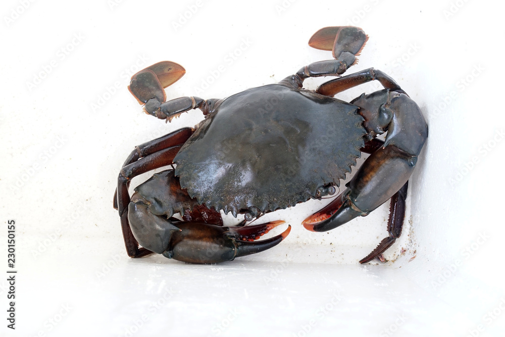 Serrated mud crab ( Serrated mud crab, Mangrove crab, Black crab, Giant ...