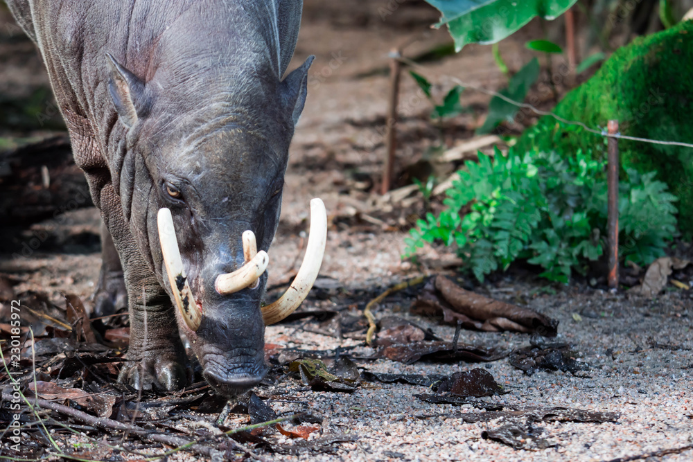 Babirusa deer-pigs Babyrousa while looking for food on a wet soil or ...