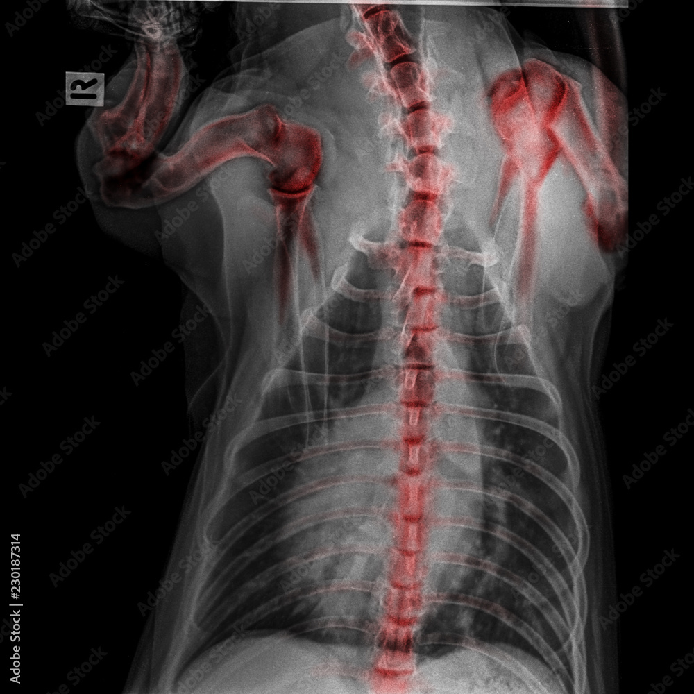 X-ray of dog posterior view closed up thorax and chest red highlight ...
