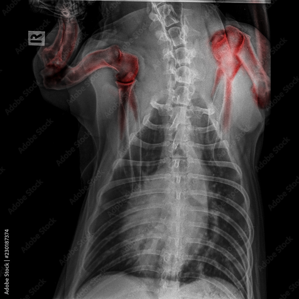 X-ray of dog posterior view closed up thorax and chest red highlight ...