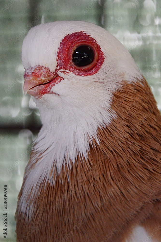 Red And White Pigeon