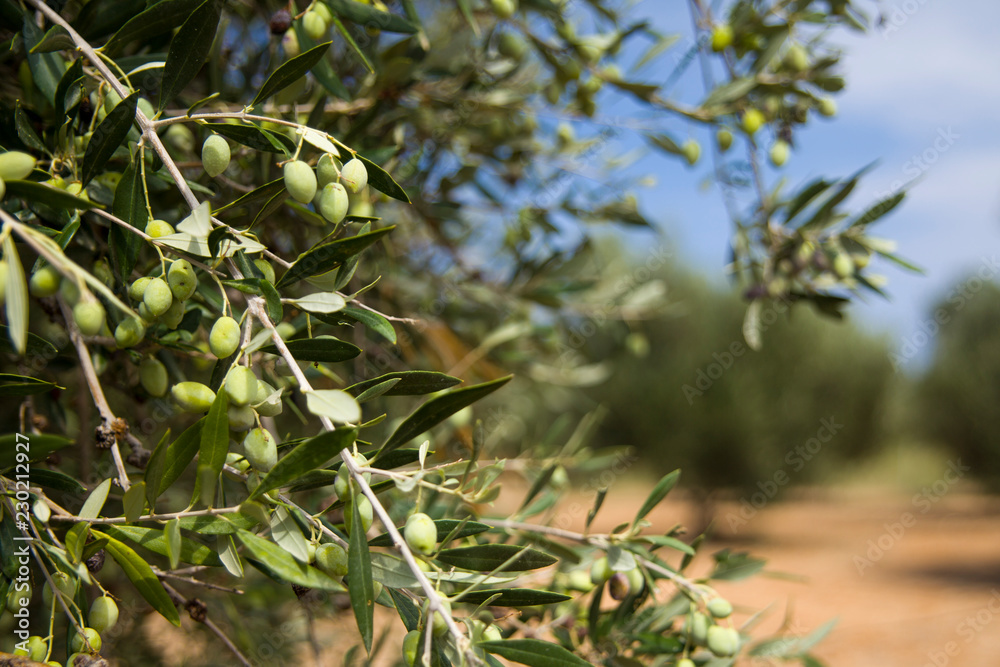 Olive tree in an olive orchard. Growing olive trees in agriculture ...