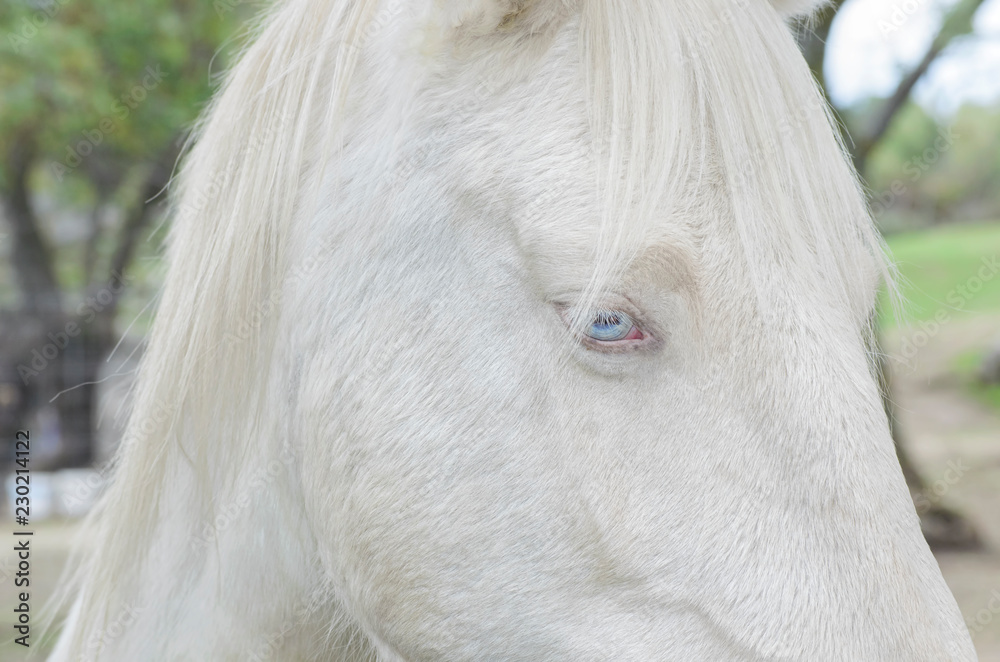White Horse Eye