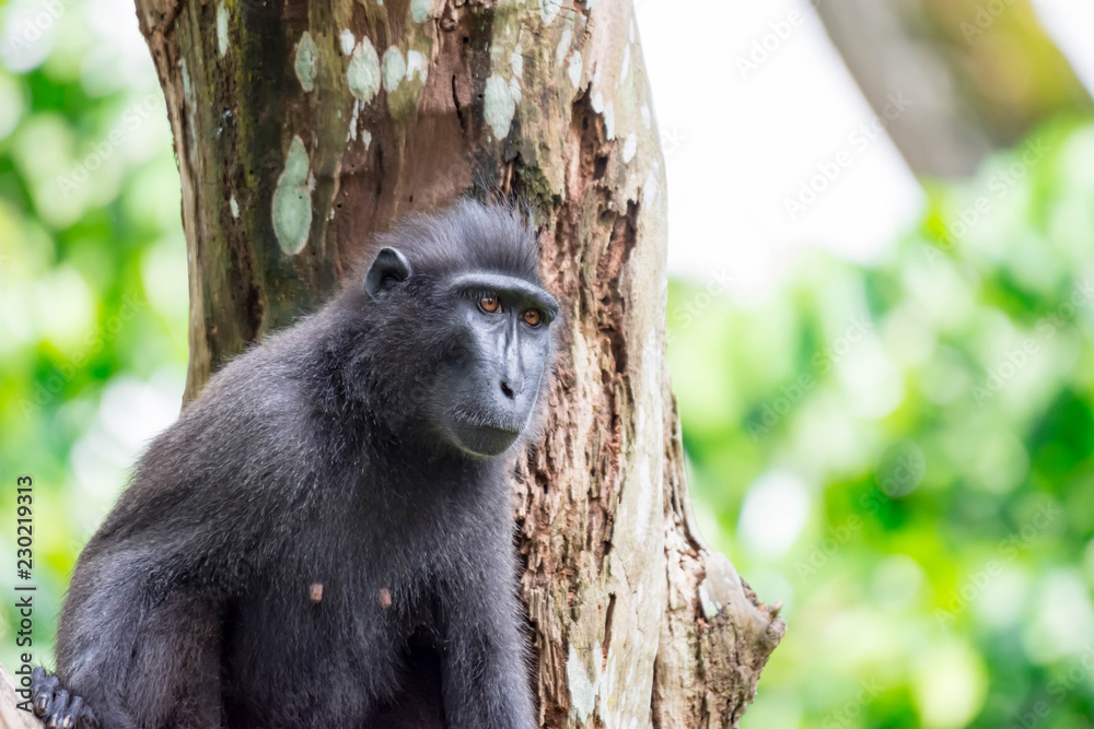 Celebes crested macaque also known as the crested black macaque ...