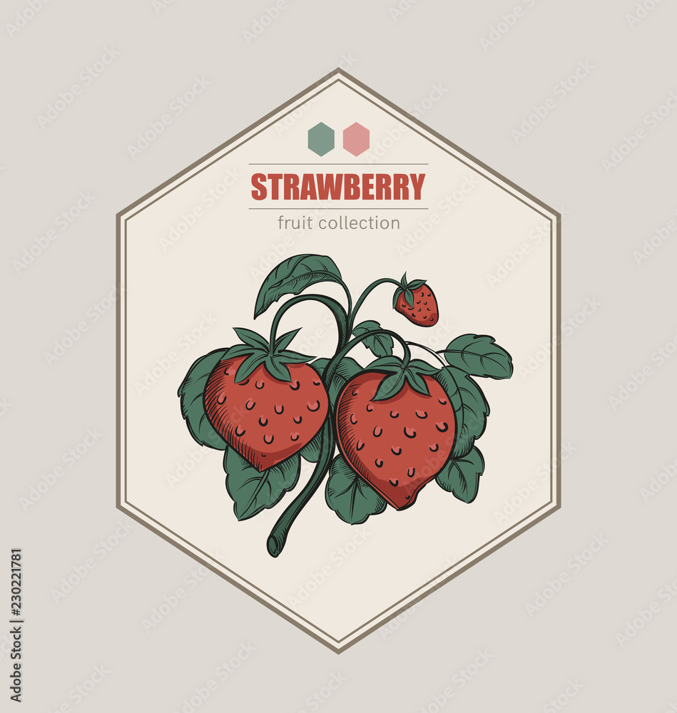 Red strawberry. Fruit label collection. Vintage packaging design ...