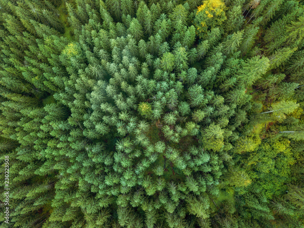 arial veiw of green forest. drone shot Stock Photo | Adobe Stock