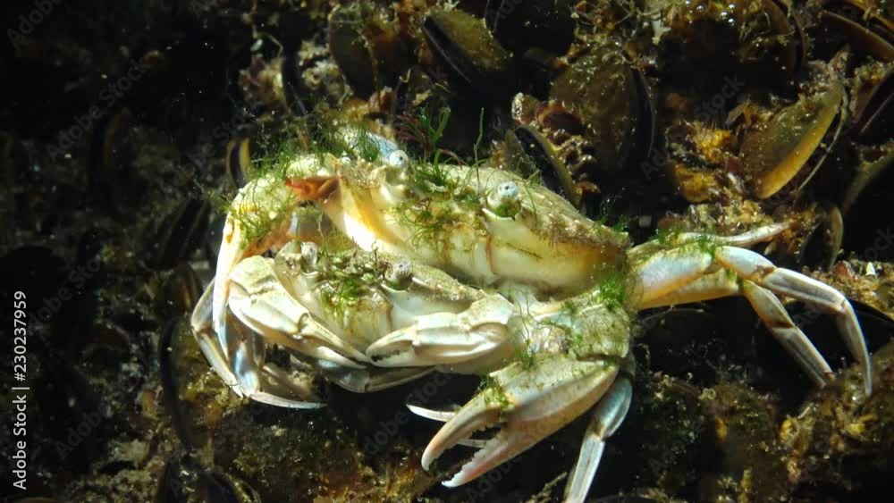 Reproduction of crabs (Liocarcinus holsatus). Male and female before ...