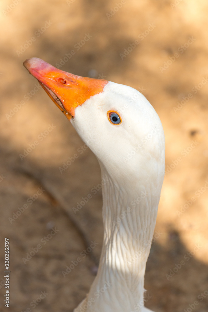 Beautiful White Goose