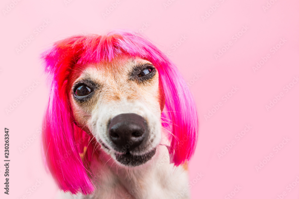 Disgusted Dog