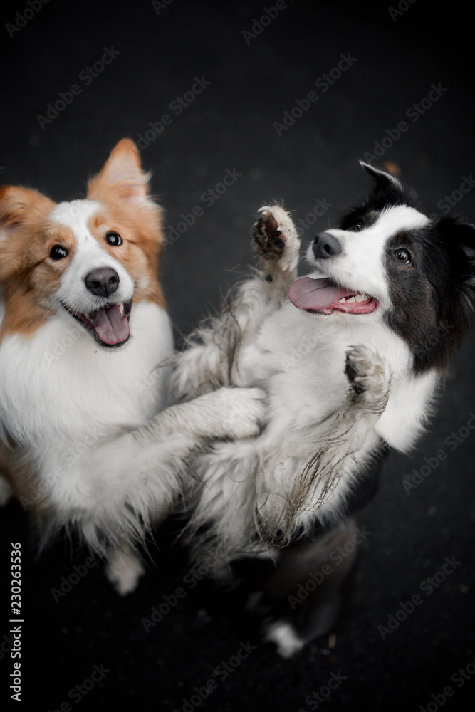 Can Dogs Stand On Two Legs