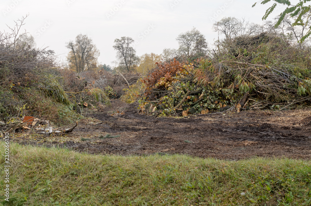 Dump trash from waste wood. The trunks and branches of the tree piled ...