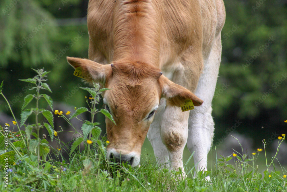 Kalb beim Frühstück Stock Photo | Adobe Stock