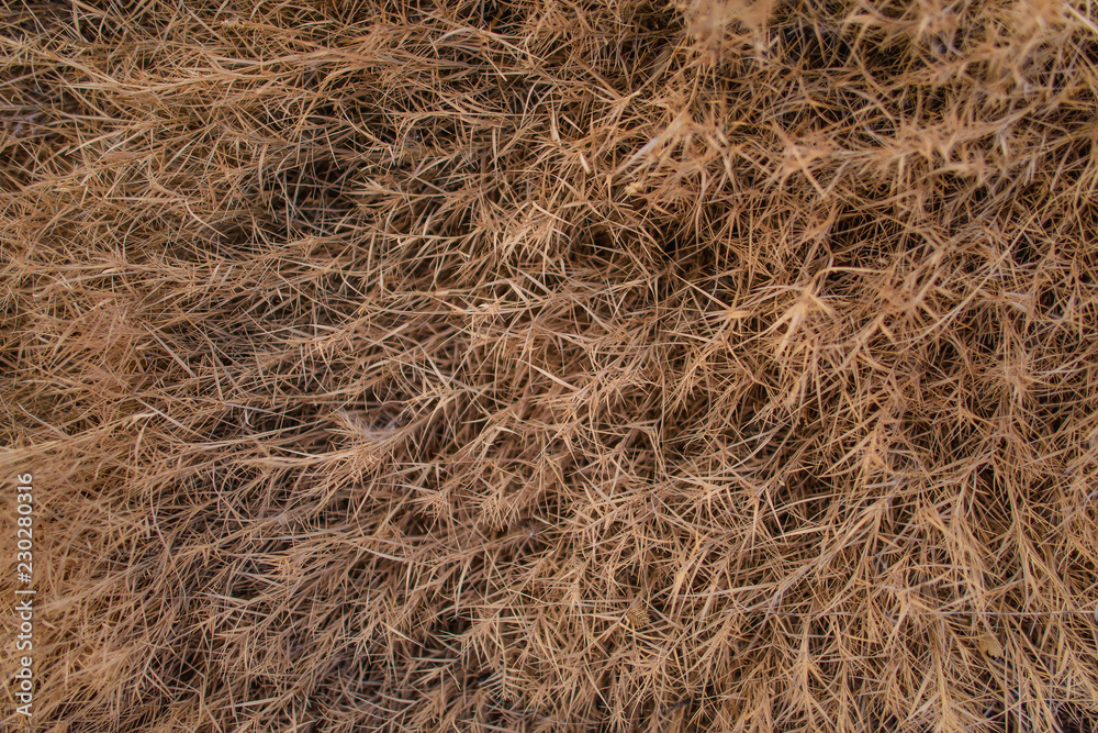 The texture of dry grass. Dried lawn. Steppe grass. Background of dry ...