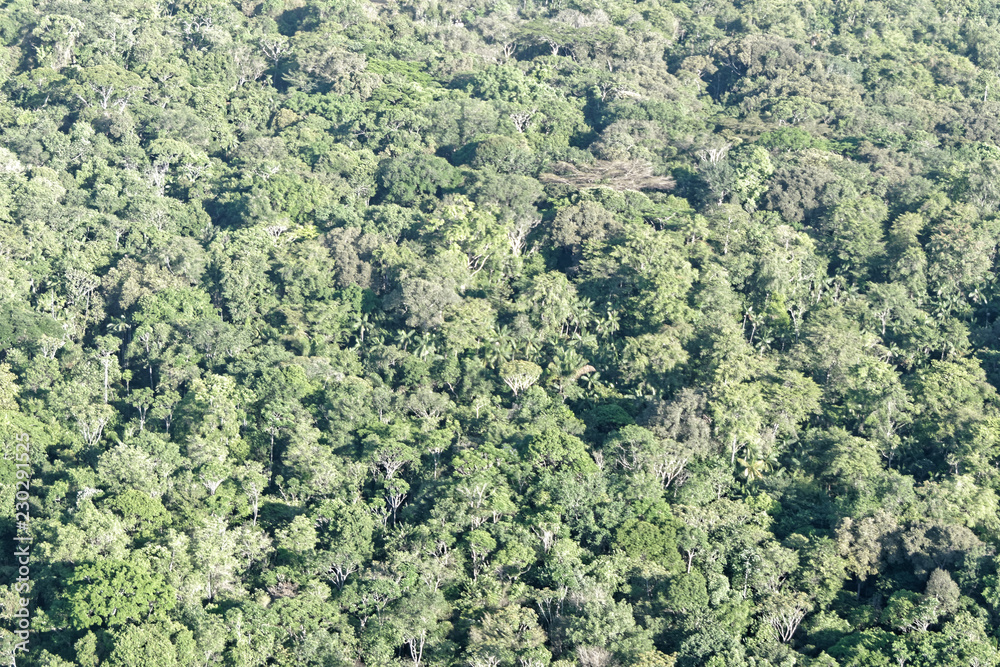 La forêt amazonienne, poumon de la terre : en vue aérienne, Guyane ...