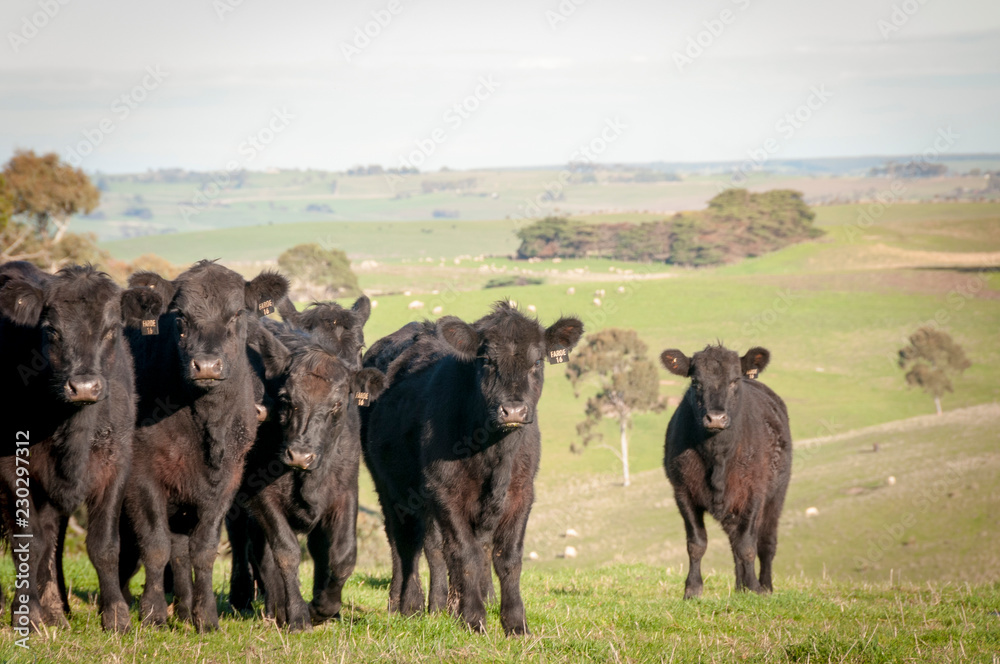 COW AUSTRALIA Stock Photo | Adobe Stock