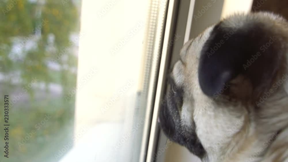 Surious, sad cute pug dog looking, watching out the window. Waiting for ...