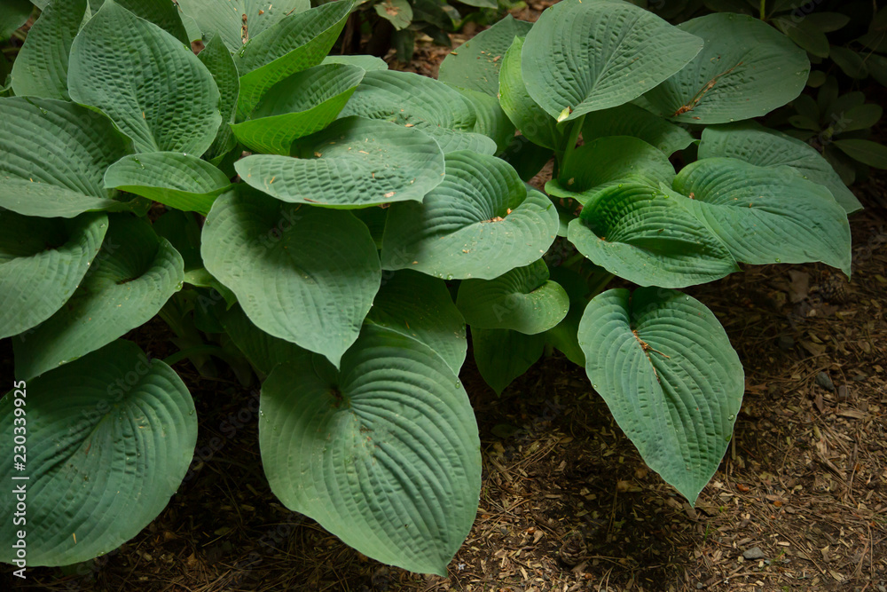 Isolated view of green hosta plants, soil ground and no sky Stock Photo ...