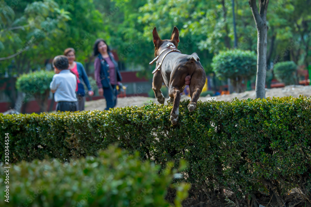 pitbull americano café perro mascota en el parque paseo divertido Stock ...