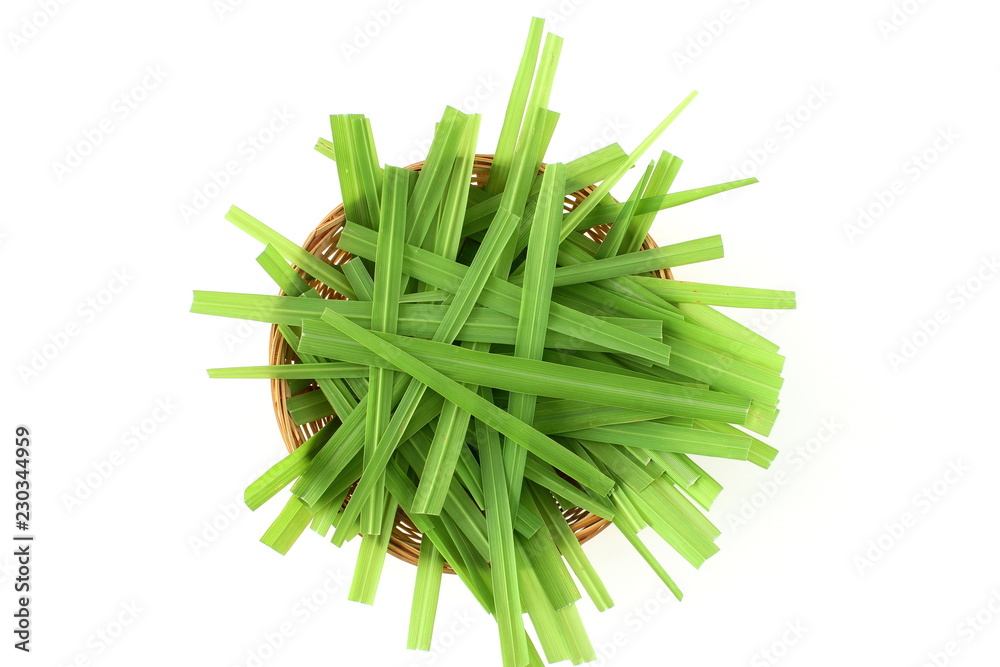 Citronella Grass