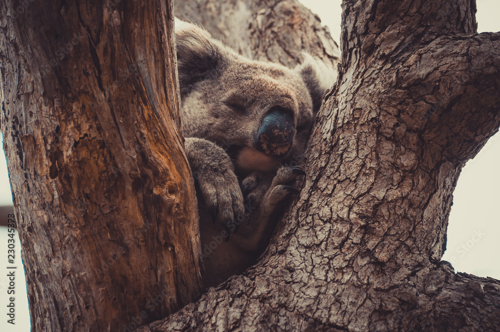 Koalas sleeping Stock Photo | Adobe Stock