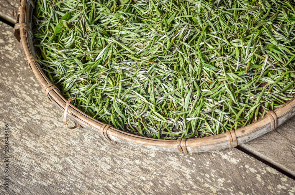 Premium quality fresh white tea leaves spread curing in bamboo basket ...