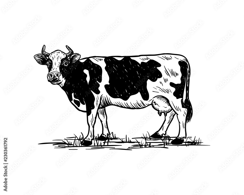 Hand Drawing Vector Livestock Cow or Cattle Farm Animal Sign Symbol ...