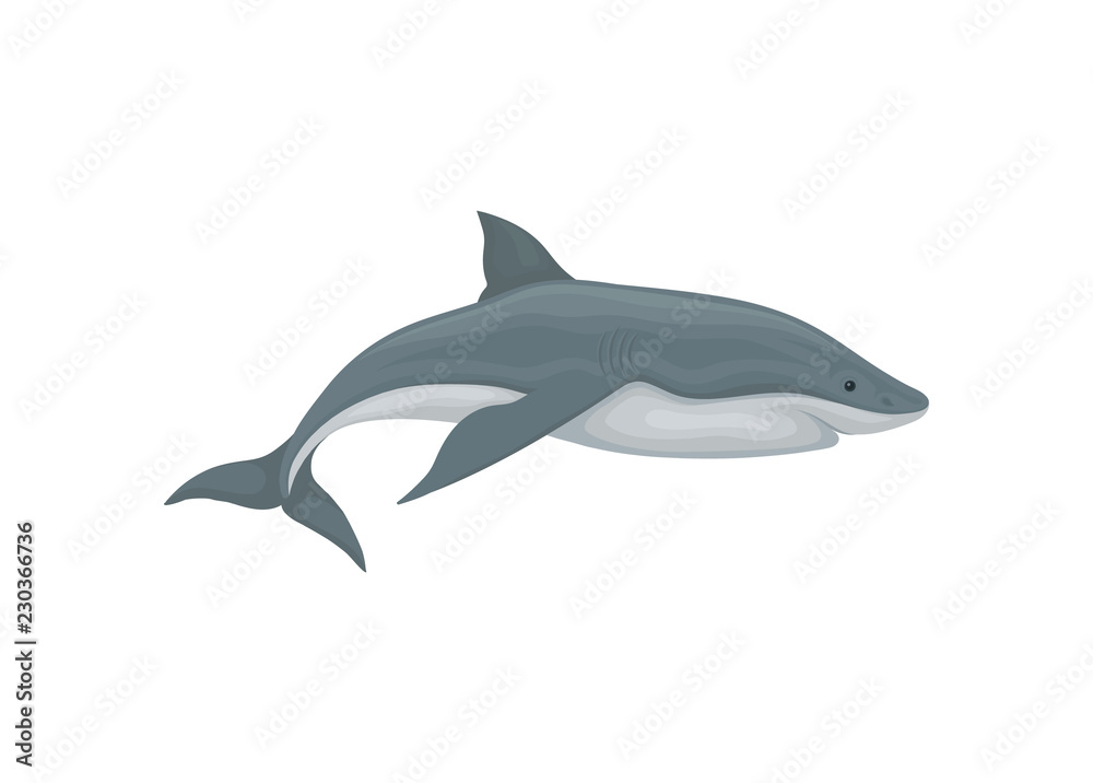Shark swimming sea animal, side view vector Illustration on a white ...