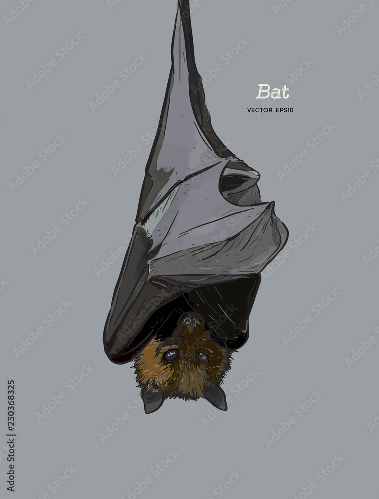 Bat illustration, drawing, engraving, ink, line art, vector Stock ...