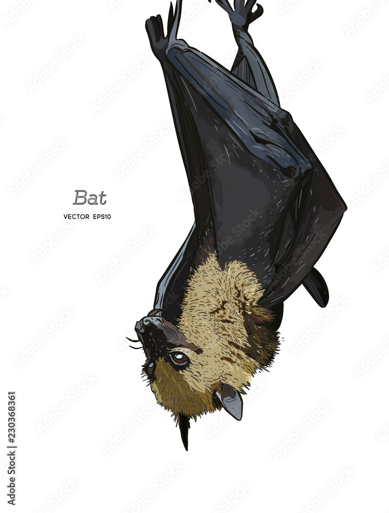Bat illustration, drawing, engraving, ink, line art, vector Stock ...