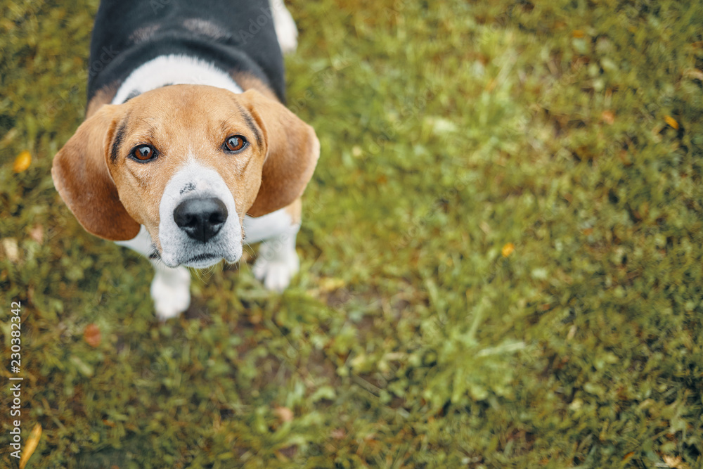 High Angle Shot Animals