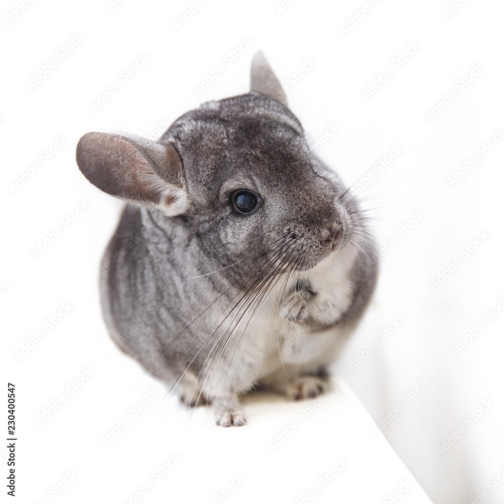 Gray Chinchillas