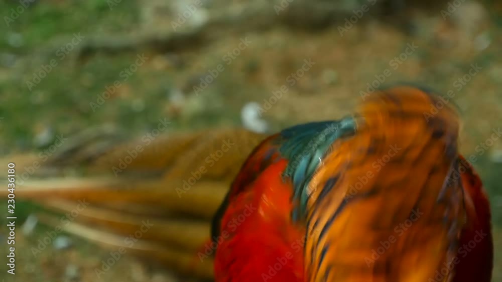 Magnificent elegant male of Chinese Red Golden pheasant, Chrysolophus ...