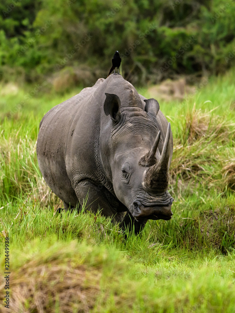 A close up photo of an endangered white rhino / rhinoceros face,horn ...
