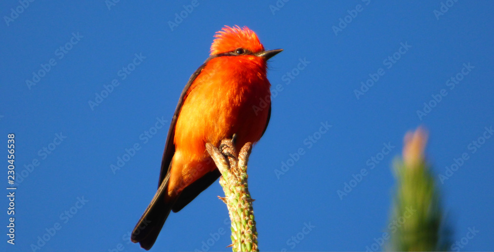 Aves andinas Rojo y palomas montañas del norte del Perú Stock 写真 ...