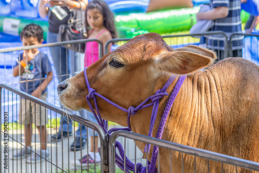 Foto de Profile of a small calf cow inside a fenced pan awaits the ...