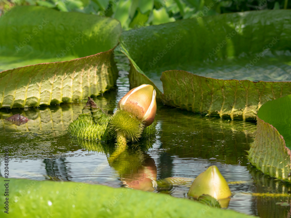 Fleur en bouton de l'espèce nénuphar géant d'Amérique du sud (Victoria ...