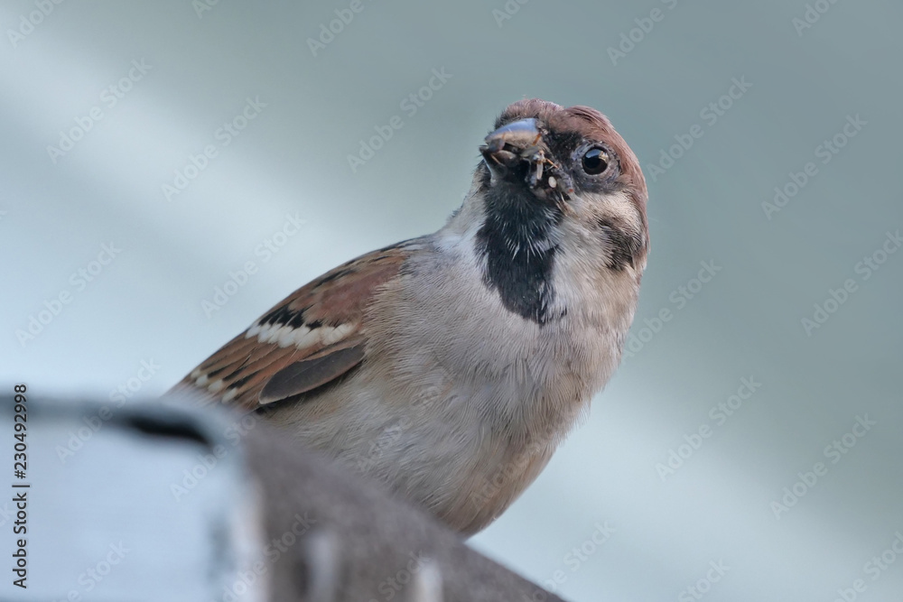 Ein Spatz sitzt auf einem Dach mit Futter im Schnabel Stock Photo ...