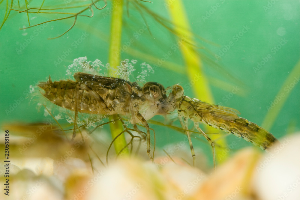 insecte larve odonate mare temporaire Stock-Foto | Adobe Stock