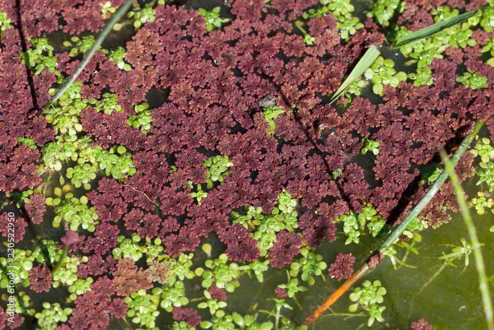 Foto de plante invasive azolla invasive plants temporary ponds mare ...