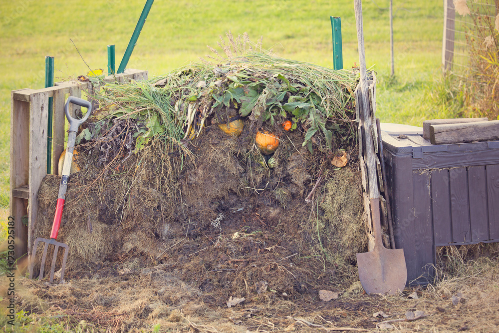 Compost pile of fresh greens from the farmers garden are breaking down ...