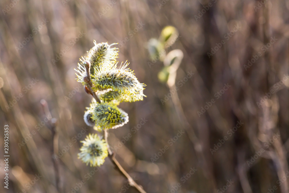 Risen blooming inflorescences male flowering catkin or ament on a Salix ...